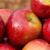Apple Season In Full Swing | Fergus Now